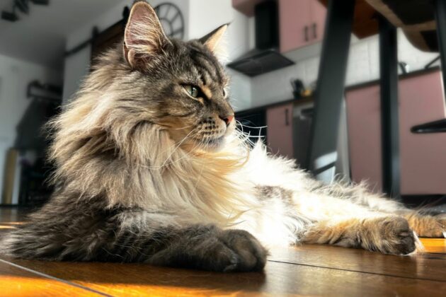 Maine Coons : tout ce que vous devez savoir sur ces chats imposants et ...