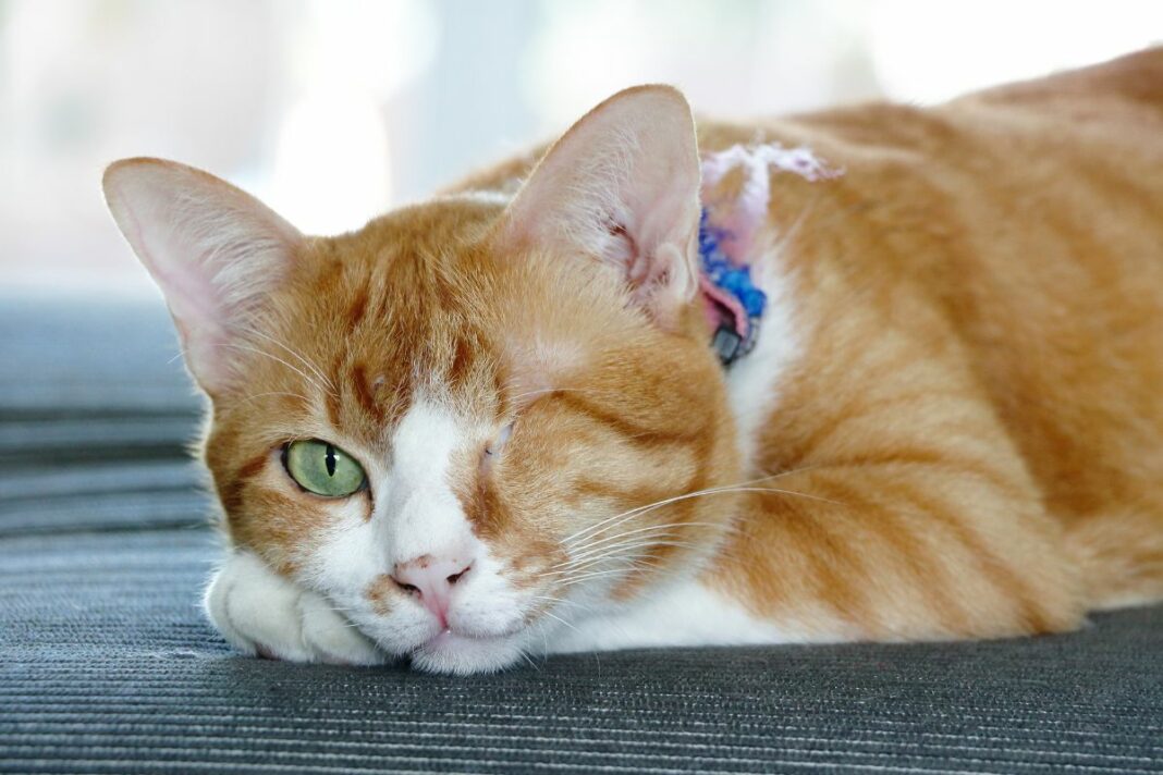 Cécité : comment prendre soin d'un chat aveugle