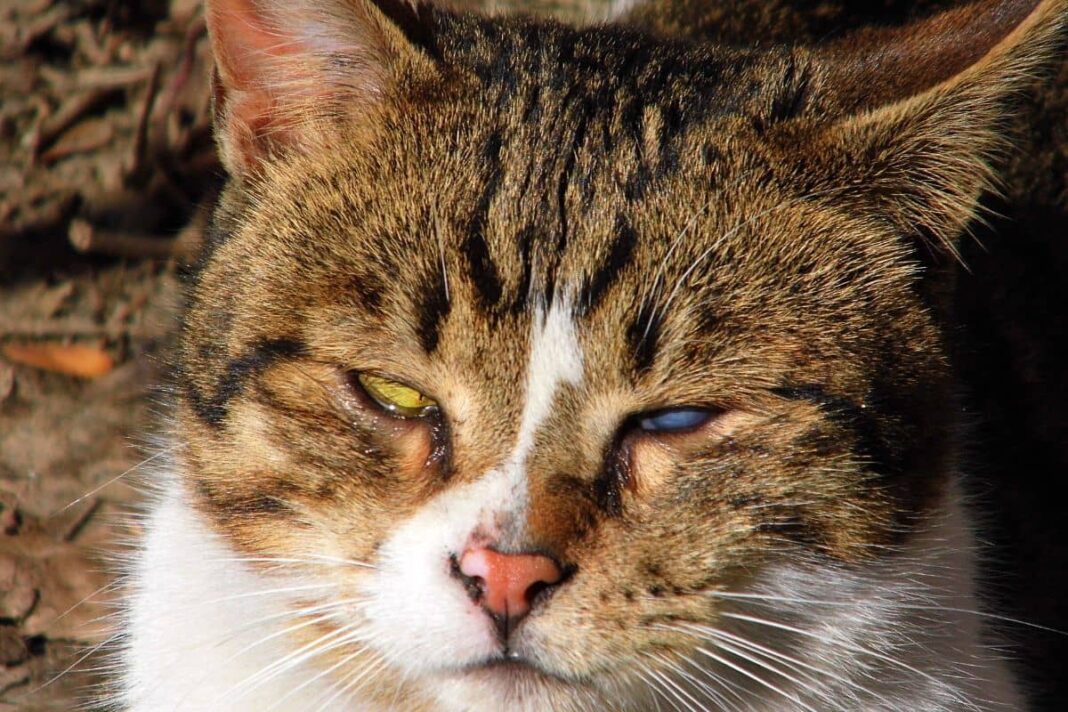 Cécité : comment prendre soin d'un chat aveugle